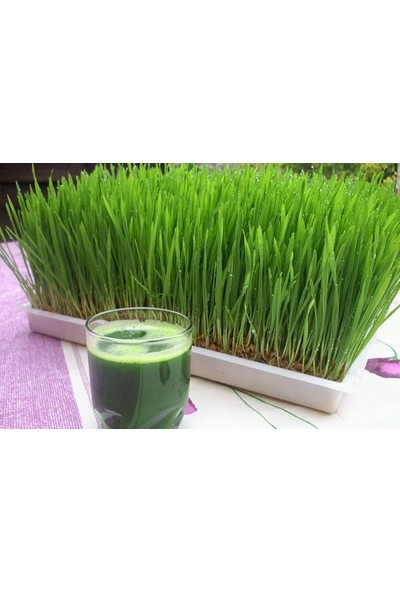 Tohumcumm 500 Adet Tohum Buğday Çimi Tohum + Saksı + Toprak