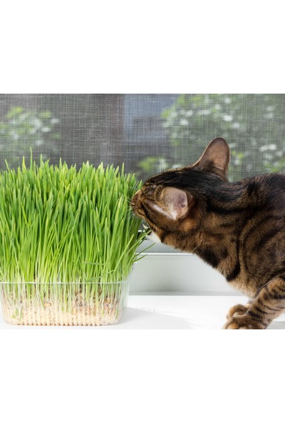 Murat Tohum Kedi Çimi Tohumu 30 Gram Ithal Kedi Çimi Tohumu Ekim Seti + Saksı + Toprak Murat Tohum Kedi Çimi Tohumu 30 Gram Ithal Kedi Çimi Tohumu Ekim Seti + Saksı + Toprak