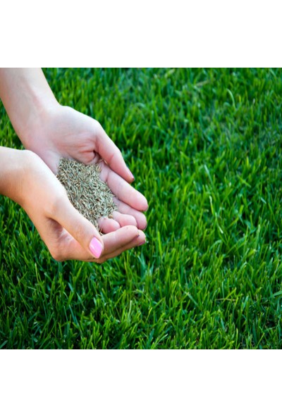 Murat Tohum 3lü Karaşım Ithal Çim Tohumu Çim Tohumu 500 Gram Tohum