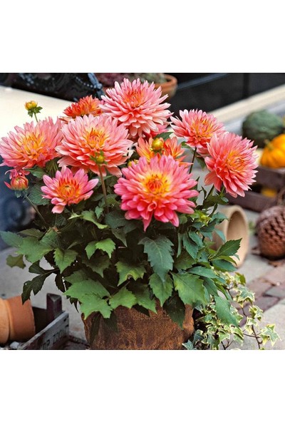 Boothas Yıldız Çiçeği Tohumu 15 Adet + Saksı + Torf Boothas Yıldız Çiçeği Tohumu 15 Adet + Saksı + Torf