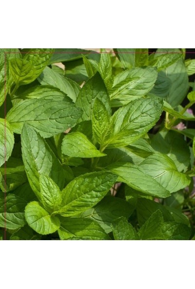 Arzuman Nane Tohumu (100 Adet) Keskin Kokulu