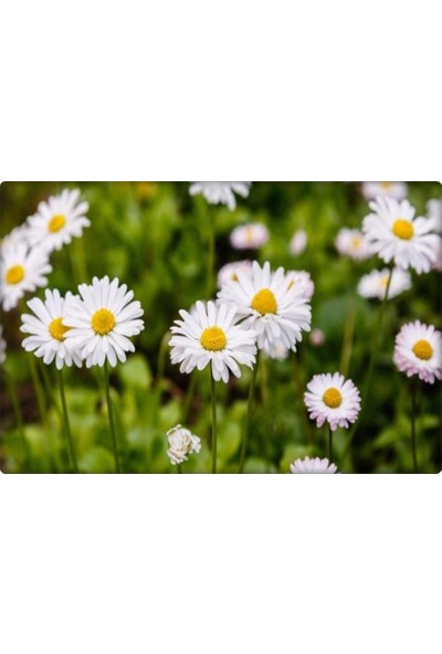 Arzuman Papatya Çiçeği Tohumu 100'lü Beyaz