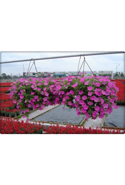 Arzuman Petunya Çiçeği Tohumu 100'lü