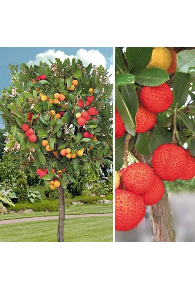 Mutbirlik Saksılı Kocayemiş Dağ Çileği Fidanı Mutbirlik Saksılı Kocayemiş Dağ Çileği Fidanı