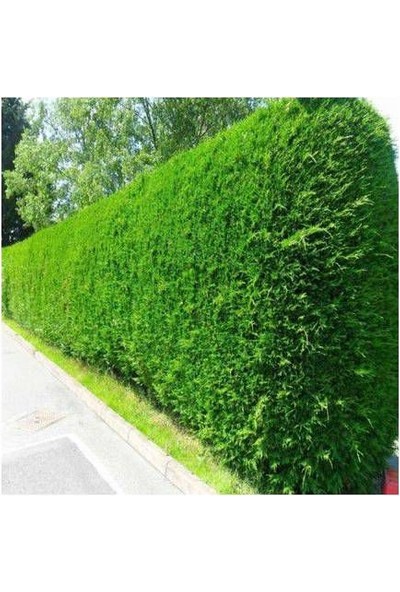 Tohumcumm 25 Adet Tohum Çit Mazı Tohumu Çit Mazısı Tohumu Mazı Fidan Tohumu Tohumcumm 25 Adet Tohum Çit Mazı Tohumu Çit Mazısı Tohumu Mazı Fidan Tohumu