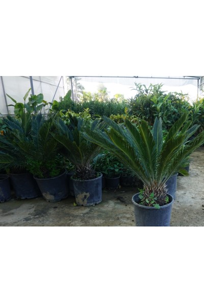 Kuralkan Sıkas Cycas Revoluta Plant Sikas Saksı Küçük