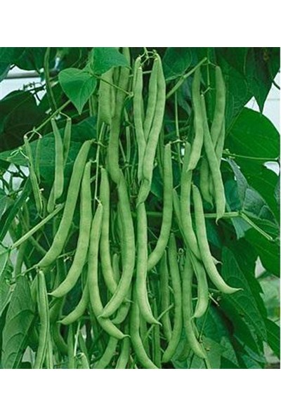 Tohumcumm Ayşe Kadın Kılçıksız Fasulye Tohumu 25'li Tohumcumm Ayşe Kadın Kılçıksız Fasulye Tohumu 25'li