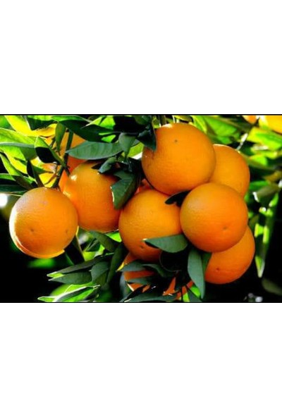 Önderler Portakal Fidanı