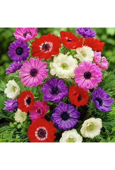 Evve Bahce Coronaria St. Brigid Mix Anemon Çiçeği Soğanı (5 Adet)