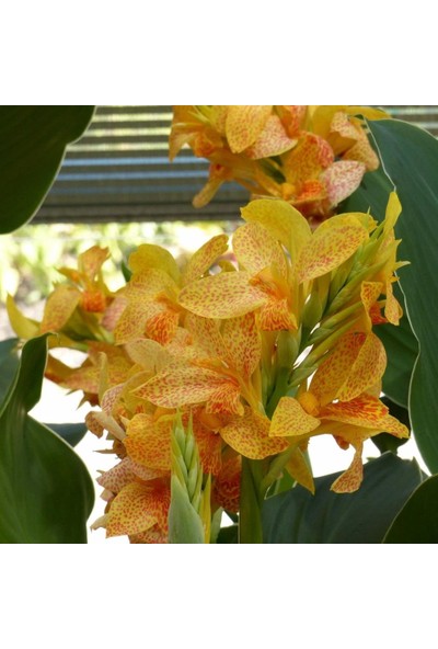 Evve Bahce Picasso Canna Tesbih Çiçeği Yumrusu (1 Adet)