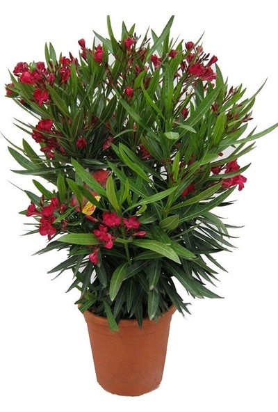 Ev Ve Bahçe Bodur Zakkum Fidanı Ev Ve Bahçe Bodur Zakkum Fidanı