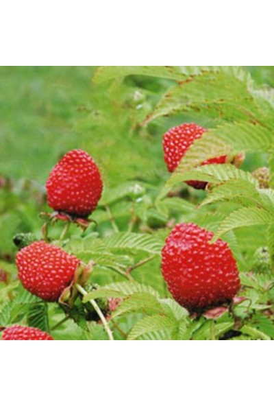 Ev Ve Bahçe Tüplü Özel Ürün Bodur Saksılık Çilek Ahududu Fidanı