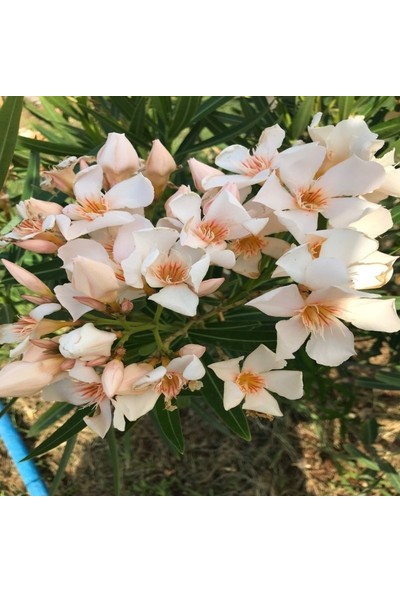 Ev Ve Bahçe Tüplü Nadir Krem Renkli Zakkum Fidanı (10-30 Cm) Sınırlı Stok Ev Ve Bahçe Tüplü Nadir Krem Renkli Zakkum Fidanı (10-30 Cm) Sınırlı Stok