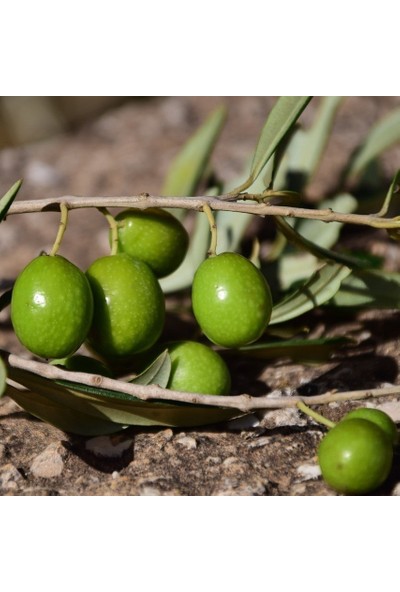 Ev Ve Bahçe Tüplü Çil Topak Tavşan Yüreği Zeytin Fidanı