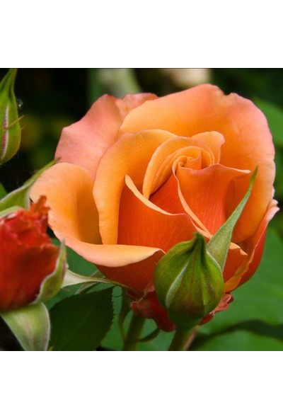 Ev Ve Bahçe Tüplü Kordes Yediveren Kokulu Peach Taifun Gül Fidanı