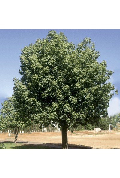 Ev Ve Bahçe Tüplü Özel Brachychiton Populneum Japon Kavağı Fidanı