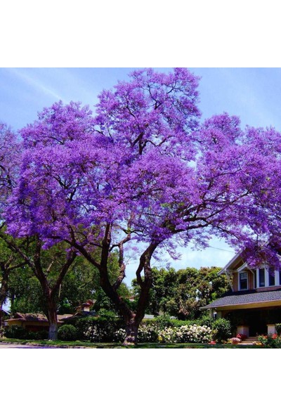 Evve Bahçe 10 Adet Paulownia Fidesi Mini Boy Evve Bahçe 10 Adet Paulownia Fidesi Mini Boy