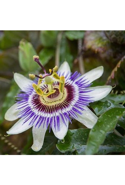 Evve Bahçe Mavi Çiçek Açan Çarkıfelek (Passiflora Sarmaşığı) Çiçeği Fidanı Evve Bahçe Mavi Çiçek Açan Çarkıfelek (Passiflora Sarmaşığı) Çiçeği Fidanı