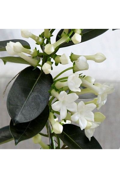Evve Bahçe Saksıda Yoğun Kokulu Stephanotis Floribunda Madagaskar Yasemini Fidanı Evve Bahçe Saksıda Yoğun Kokulu Stephanotis Floribunda Madagaskar Yasemini Fidanı