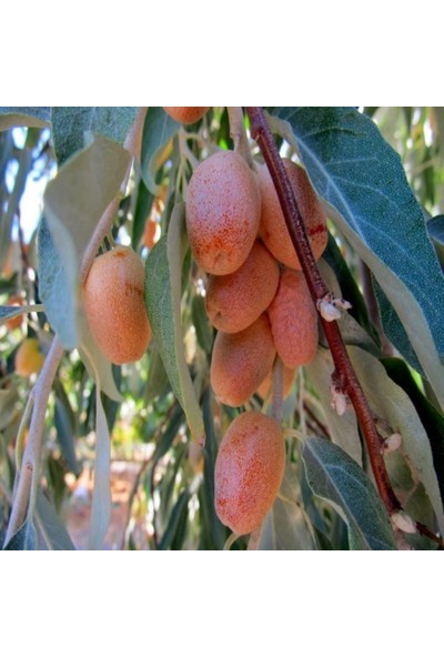 Evve Bahçe Tüplü Anadolu Iğde Ağacı Fidanı (120-180cm)