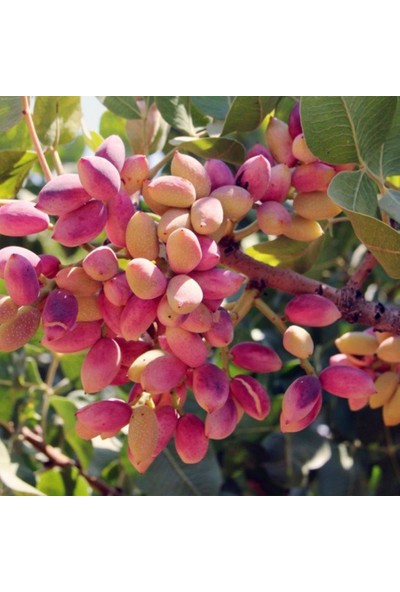 Evve Bahçe Tüplü Aşılı Antep Fıstığı Fidanı (1 Dişi + 1 Erkek)