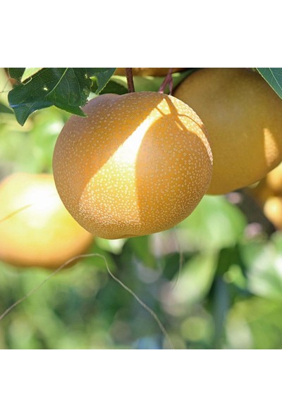 Evve Bahçe Tüplü Aşılı Aromalı Kokulu Yarı Bodur Hosui Naşi Japon Armut Fidanı