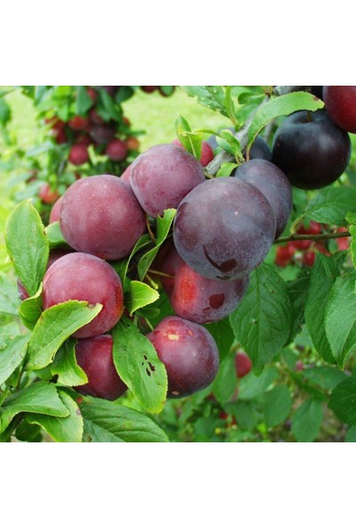 Evve Bahçe Tüplü Aşılı Bol Sulu Verimli Briton Japon Erik Fidanı Evve Bahçe Tüplü Aşılı Bol Sulu Verimli Briton Japon Erik Fidanı