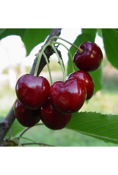 Evve Bahçe Tüplü Aşılı Bol Verimli Özel Çeşit Van Kirazı Fidanı