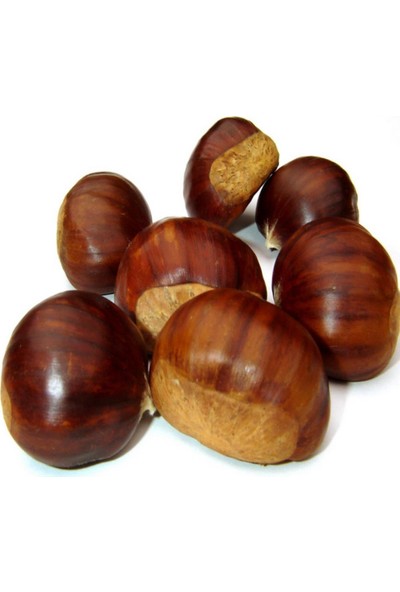 Evve Bahçe Tüplü Aşılı Bursa Osmanoğlu Kestane Fidanı