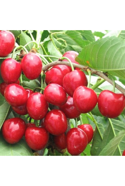 Evve Bahçe Tüplü Aşılı Çok Iri Meyveli Verimli Bing Kiraz Fidanı