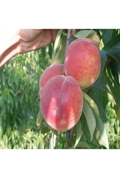 Evve Bahçe Tüplü Aşılı En Erkenci Francoise Şeftali Fidanı