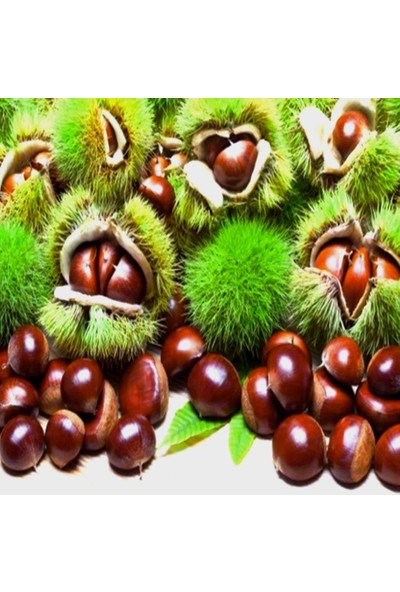 Evve Bahçe Tüplü Aşılı Hacı Ömer Kestane Fidanı