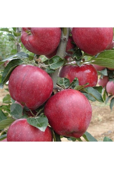 Evve Bahçe Tüplü Aşılı Iri Kırmızı Yarı Bodur Starkrimson Elma Fidanı