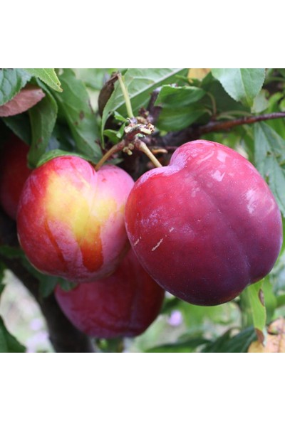 Evve Bahçe Tüplü Aşılı Kendine Verimli Fortune Japon Erik Fidanı Evve Bahçe Tüplü Aşılı Kendine Verimli Fortune Japon Erik Fidanı