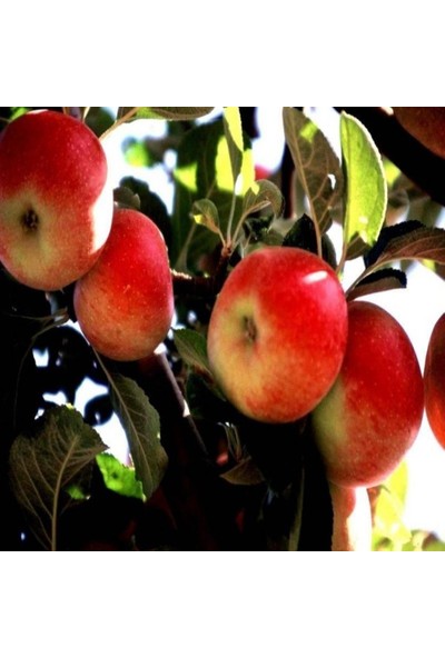 Evve Bahçe Tüplü Aşılı Kokulu Bol Sulu Yarı Bodur Amasya Misket Elma Fidanı Evve Bahçe Tüplü Aşılı Kokulu Bol Sulu Yarı Bodur Amasya Misket Elma Fidanı