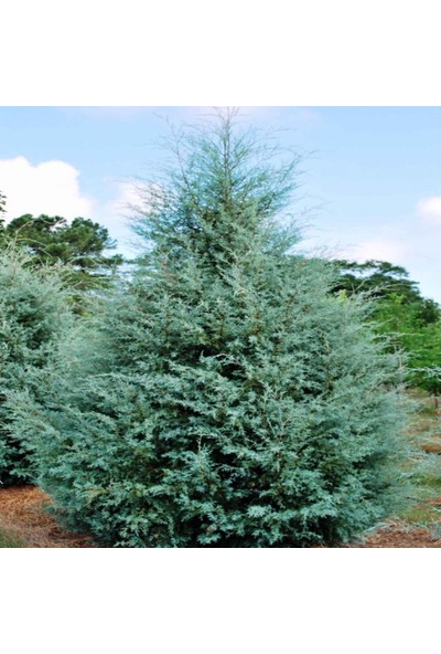 Evve Bahçe Tüplü Aşılı Mavi Servi Fidanı (100-120 cm) (Sınırlı Stok)