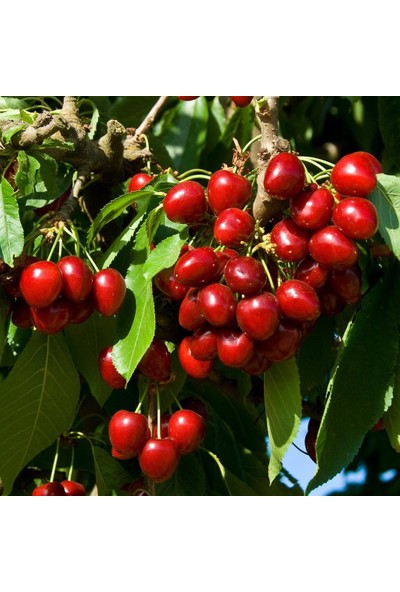 Evve Bahçe Tüplü Aşılı Orta Geçci Bol Verimli Yarı Bodur Stella Kiraz Fidanı Evve Bahçe Tüplü Aşılı Orta Geçci Bol Verimli Yarı Bodur Stella Kiraz Fidanı
