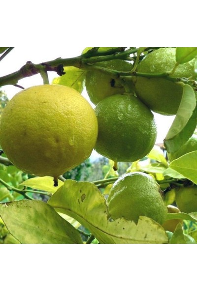Evve Bahçe Tüplü Aşılı Özel Ürün Bol Verimli Bergamot Fidanı Evve Bahçe Tüplü Aşılı Özel Ürün Bol Verimli Bergamot Fidanı