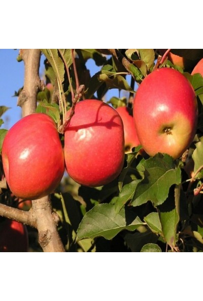 Evve Bahçe Tüplü Aşılı Sert Bol Sulu Leziz Yarı Bodur Kanzi Elma Fidanı Evve Bahçe Tüplü Aşılı Sert Bol Sulu Leziz Yarı Bodur Kanzi Elma Fidanı