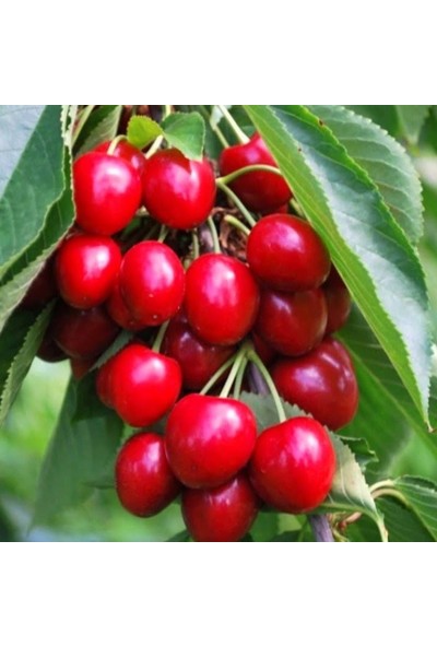 Evve Bahçe Tüplü Aşılı Verimli Aromatik Sunburst Kiraz Fidanı