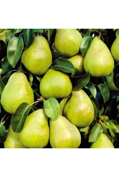 Evve Bahçe Tüplü Aşılı Verimli Yarı Bodur Margarit Marillat (Kieffer) Armut Fidanı Evve Bahçe Tüplü Aşılı Verimli Yarı Bodur Margarit Marillat (Kieffer) Armut Fidanı