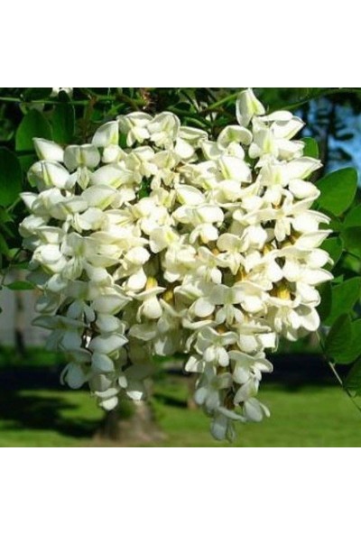 Evve Bahçe Tüplü Beyaz Çiçekli Yoğun Kokulu Akasya Fidanı (30-60 cm)