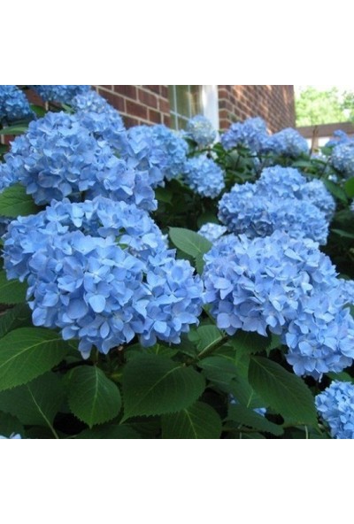 Evve Bahce Evve Bahçe Tüplü Bol Yapraklı Mavi Çiçekli Ortanca Fidanı Evve Bahce Evve Bahçe Tüplü Bol Yapraklı Mavi Çiçekli Ortanca Fidanı