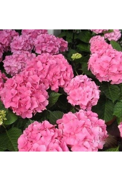 Evve Bahce Evve Bahçe Tüplü Bol Yapraklı Pembe Çiçekli Ortanca Fidanı