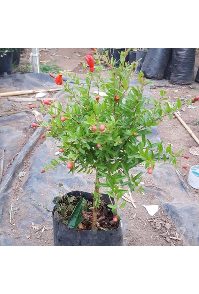 Evve Bahçe Tüplü Bonsaiye Uygun Cüce Süs Narı Fidanı Evve Bahçe Tüplü Bonsaiye Uygun Cüce Süs Narı Fidanı