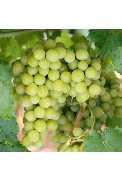 Evve Bahçe Tüplü Çekirdeksiz Bol Verimli Beyaz Superior Seedless Üzüm (Asma-Bağ) Fidanı Evve Bahçe Tüplü Çekirdeksiz Bol Verimli Beyaz Superior Seedless Üzüm (Asma-Bağ) Fidanı