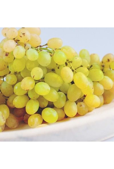 Evve Bahce Evve Bahçe Tüplü Çok Verimli Aromatik Thomson Çekirdeksiz Üzüm (Asma-Bağ) Fidanı Evve Bahce Evve Bahçe Tüplü Çok Verimli Aromatik Thomson Çekirdeksiz Üzüm (Asma-Bağ) Fidanı