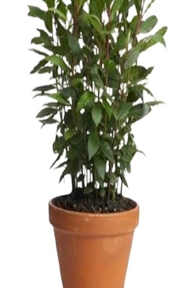 Evve Bahçe Tüplü Defne Ağacı Fidanı