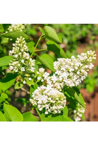 Evve Bahçe Tüplü Hoş Kokulu Beyaz Çiçekli Leylak Fidanı