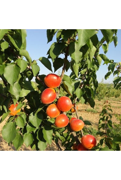 Evve Bahçe Tüplü Iri Meyveli Yüksek Verimli Aldeniz Kayısı Fidanı Evve Bahçe Tüplü Iri Meyveli Yüksek Verimli Aldeniz Kayısı Fidanı